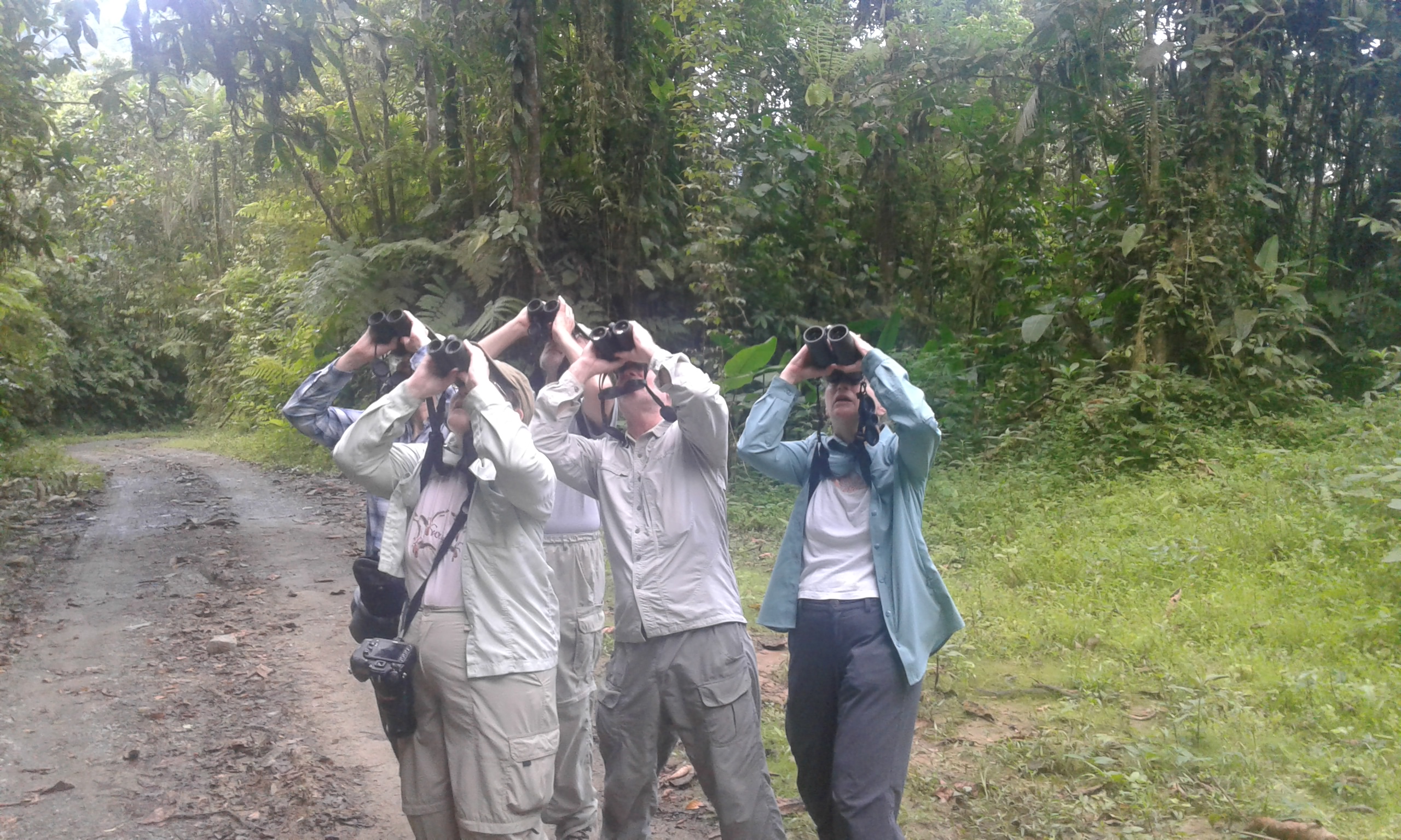 Birding Tours Choco Region Ecuador - Exploraves